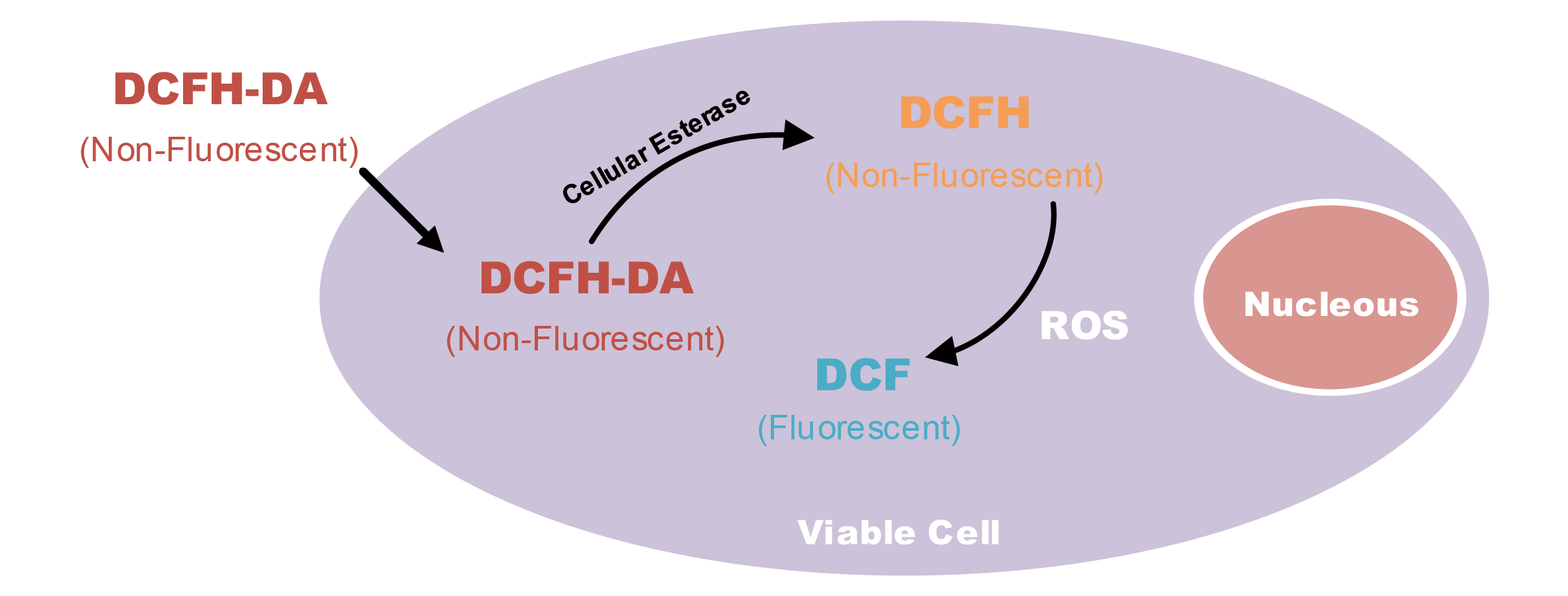 Dcfh-Da Assay at Luis Silva blog