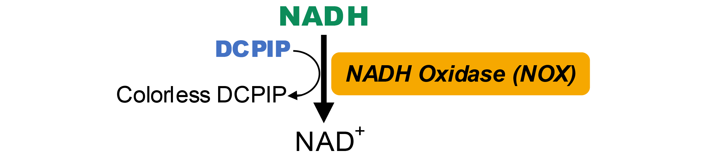 NADH氧化酶活性检测试剂盒_辅酶Ⅰ检测试剂盒_植物系列检测试剂盒_生化试剂盒-BOXBIO