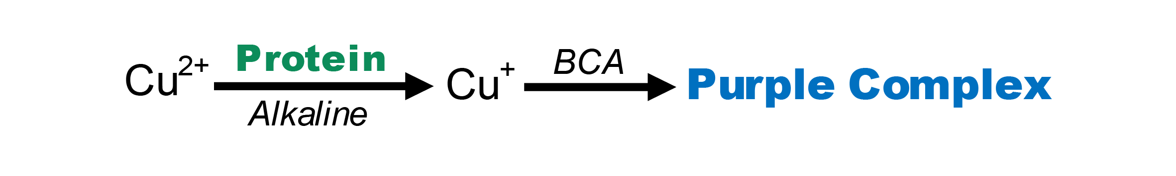 BCA法蛋白含量检测试剂盒_蛋白及多肽系列检测试剂盒_生化试剂盒-BOXBIO